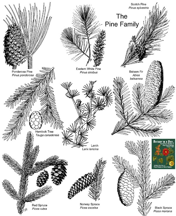 Pinaceae Pine Family Identify Shrubs And Trees 